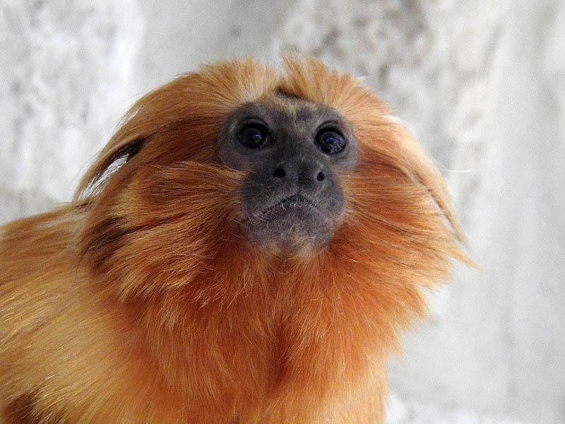 Tití león dorado | Selwo Marina