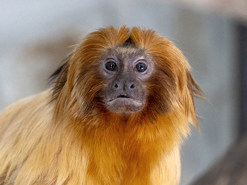 Tití león dorado | Selwo Marina